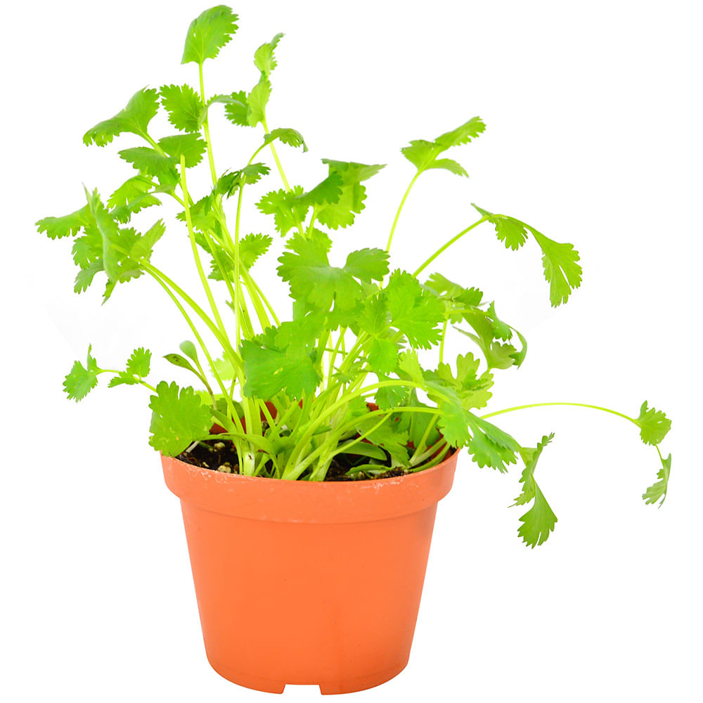 Cilantro Maceta - grupodiscouruguay